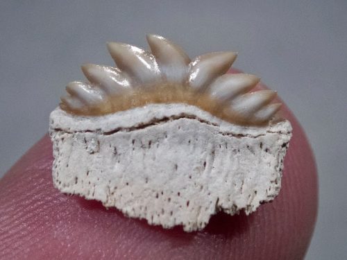 Fossil Find: Extinct sevengill shark tooth – Montbrook Fossil Dig