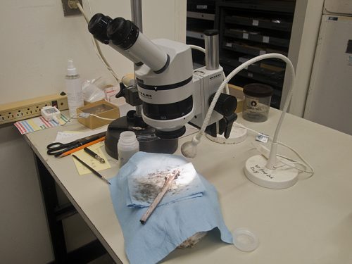 First Fossil Stork – Montbrook Fossil Dig