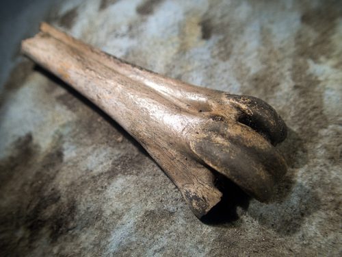 First Fossil Stork – Montbrook Fossil Dig