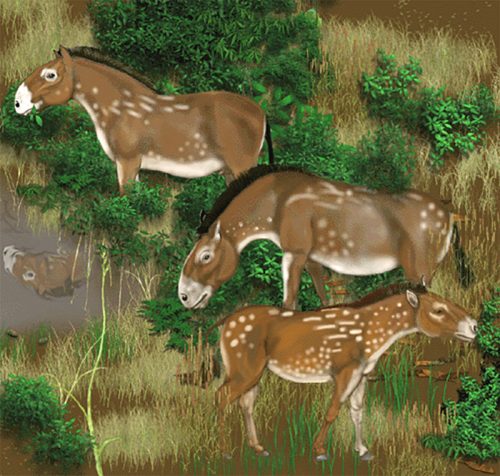 Hippidion – Fossil Horses