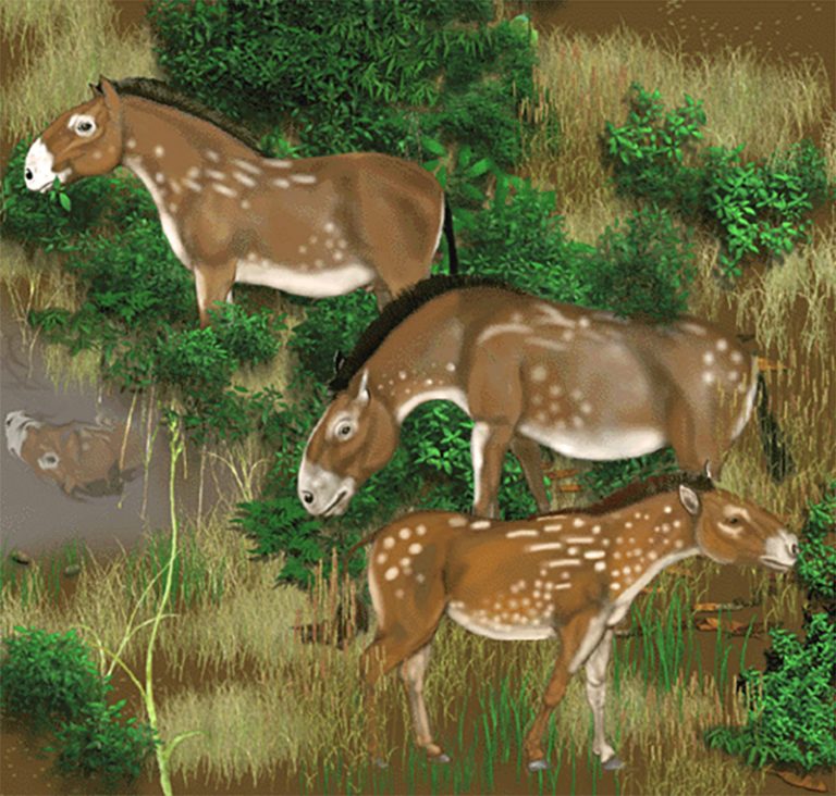 Hippidion – Fossil Horses