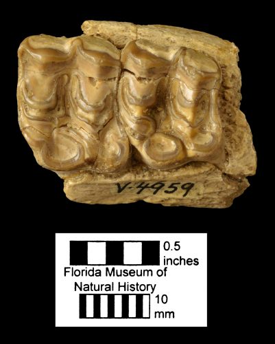 Merychippus – Fossil Horses