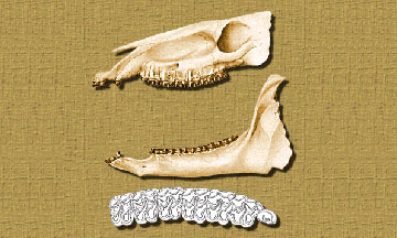 Kalobatippus – Fossil Horses