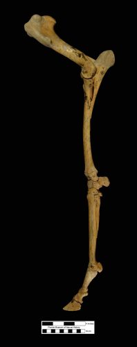 Dinohippus – Fossil Horses