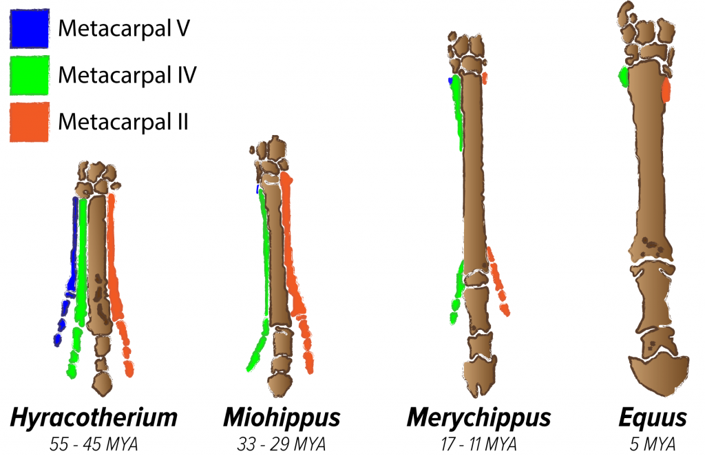Amazing Feets – Fossil Horses