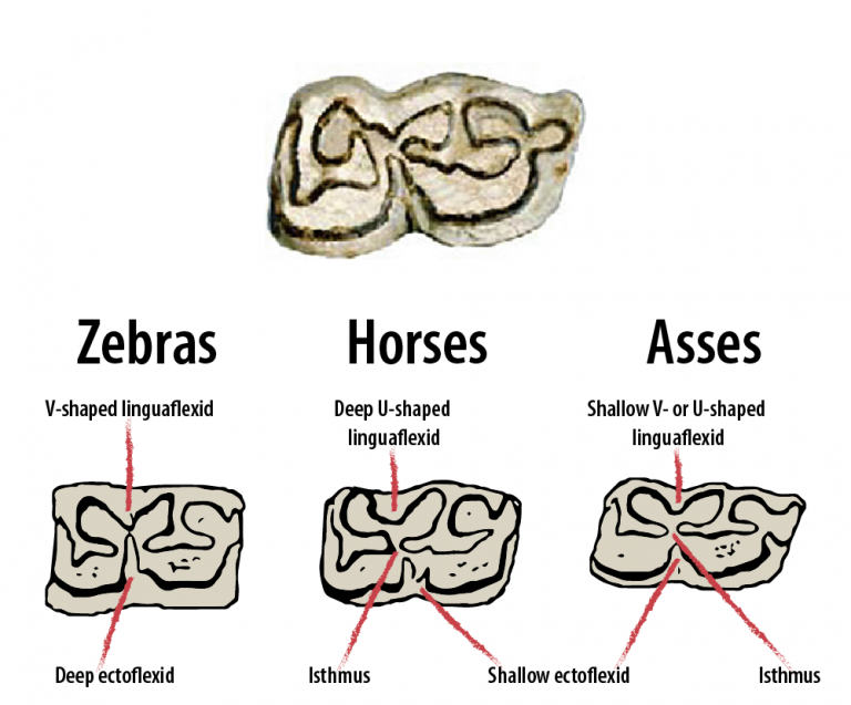 Equus – Fossil Horses