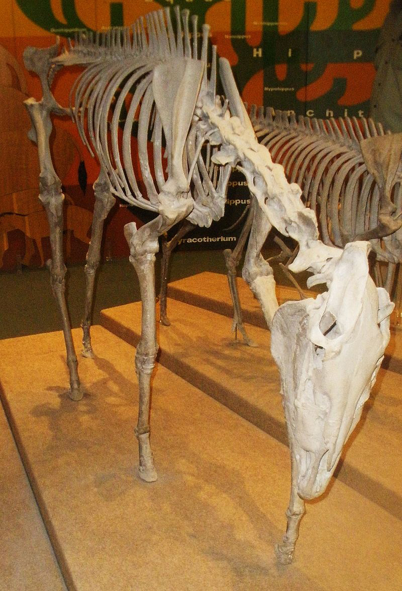 Dinohippus – Fossil Horses