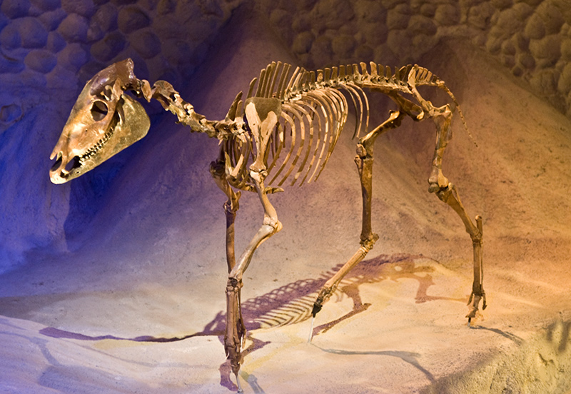 Parahippus – Fossil Horses