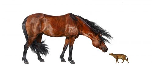 Fossil Horses – Florida Museum of Natural History