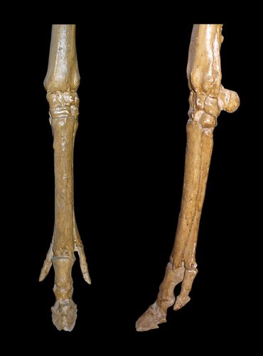 Merychippus – Fossil Horses