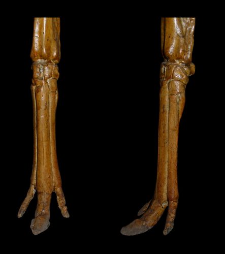 Mesohippus – Fossil Horses