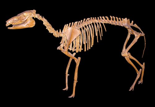 Mesohippus – Fossil Horses