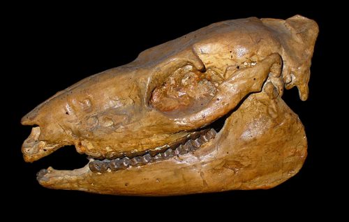 Mesohippus – Fossil Horses