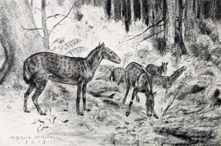 Mesohippus – Fossil Horses