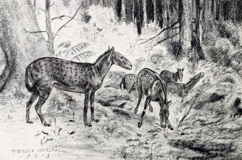 Mesohippus – Fossil Horses