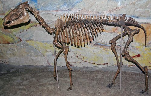 Neohipparion – Fossil Horses