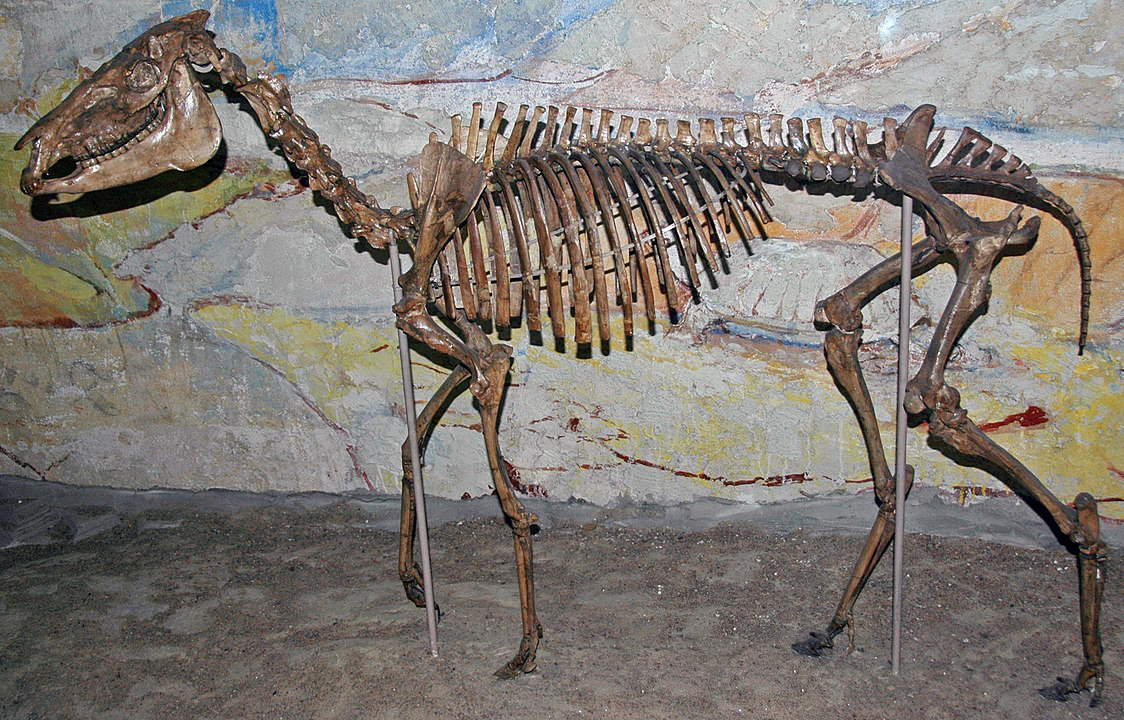 Neohipparion – Fossil Horses