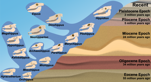 Gallery of Fossil Horses – Fossil Horses