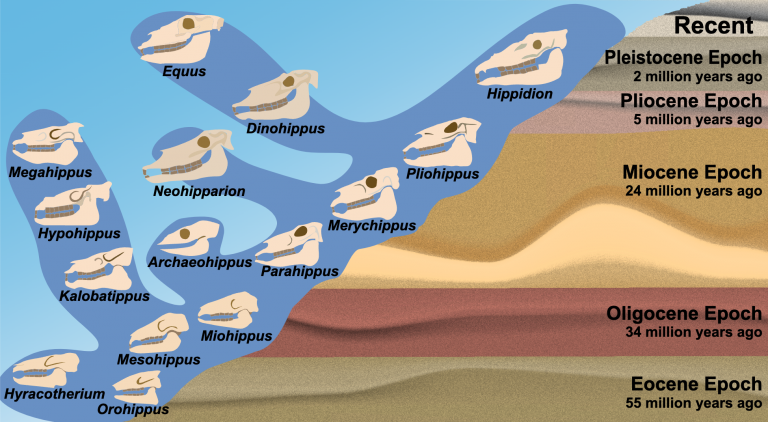 Gallery of Fossil Horses – Fossil Horses