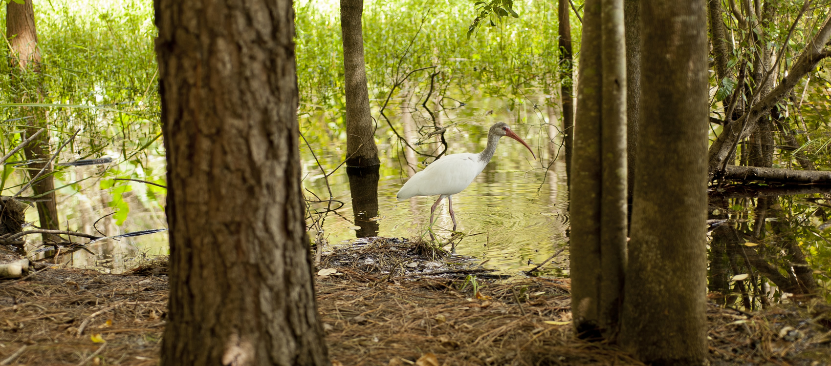 Thompson Earth Systems Institute – University of Florida