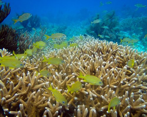 Tell Me About: Reef Restoration in Florida – Thompson Earth Systems ...