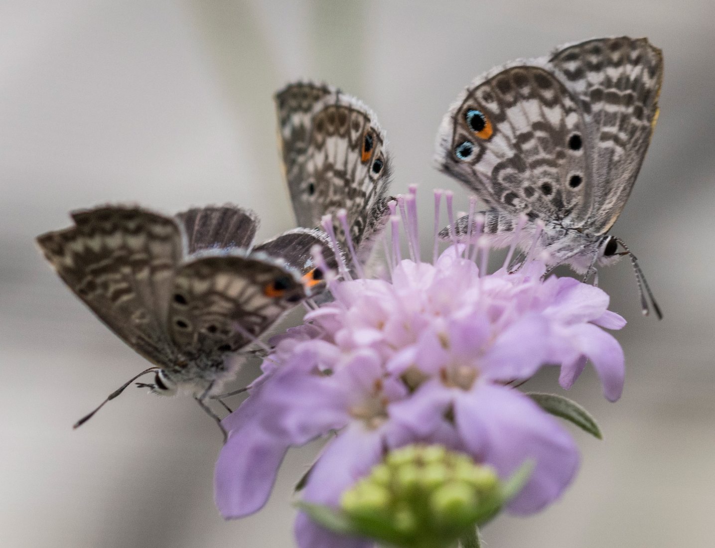 TESI Grant Recipients Launch New Miami Blue Butterfly Exhibit in ...