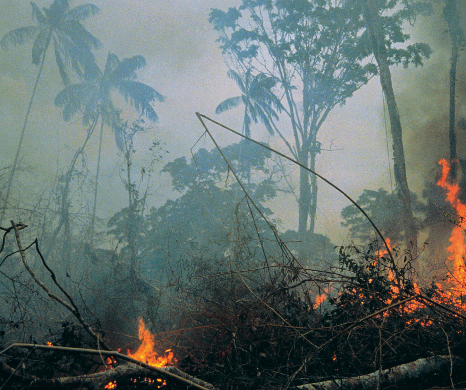 The Amazon is burning: 4 essential reads on Brazil’s vanishing ...