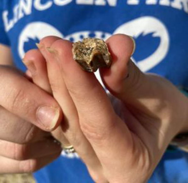 Florida Teacher Discovers 5-million-year-old Horse Tooth during ...