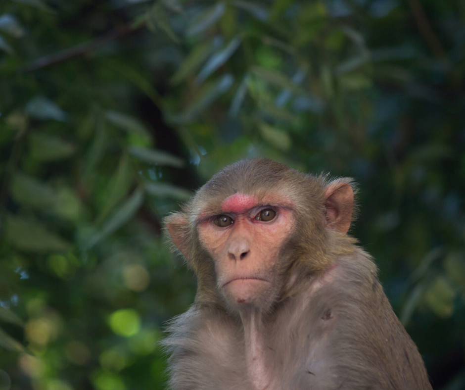 Monkey Populations Up, Lionfish Down — Florida Invasive Species By the ...