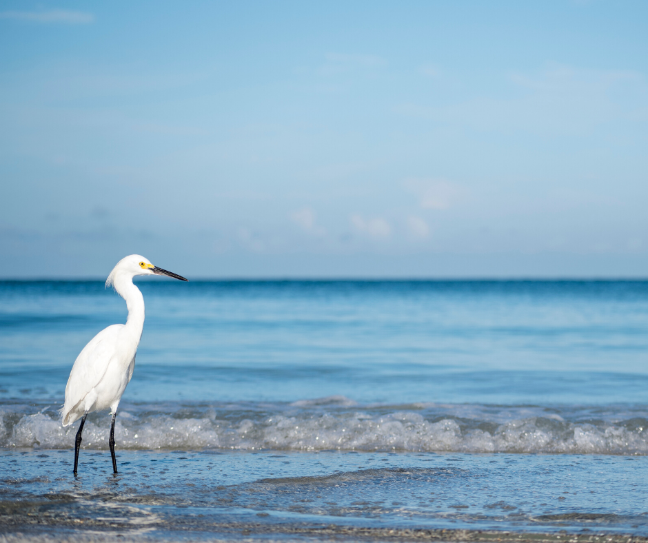 Action of the Week: Follow Eco-Friendly Beach Etiquette – Thompson ...