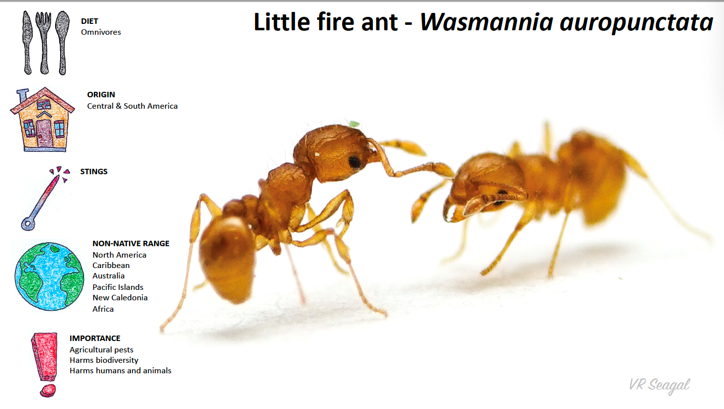 Ant-y Adventures with Alachua and Palm Beach County Students – Thompson ...