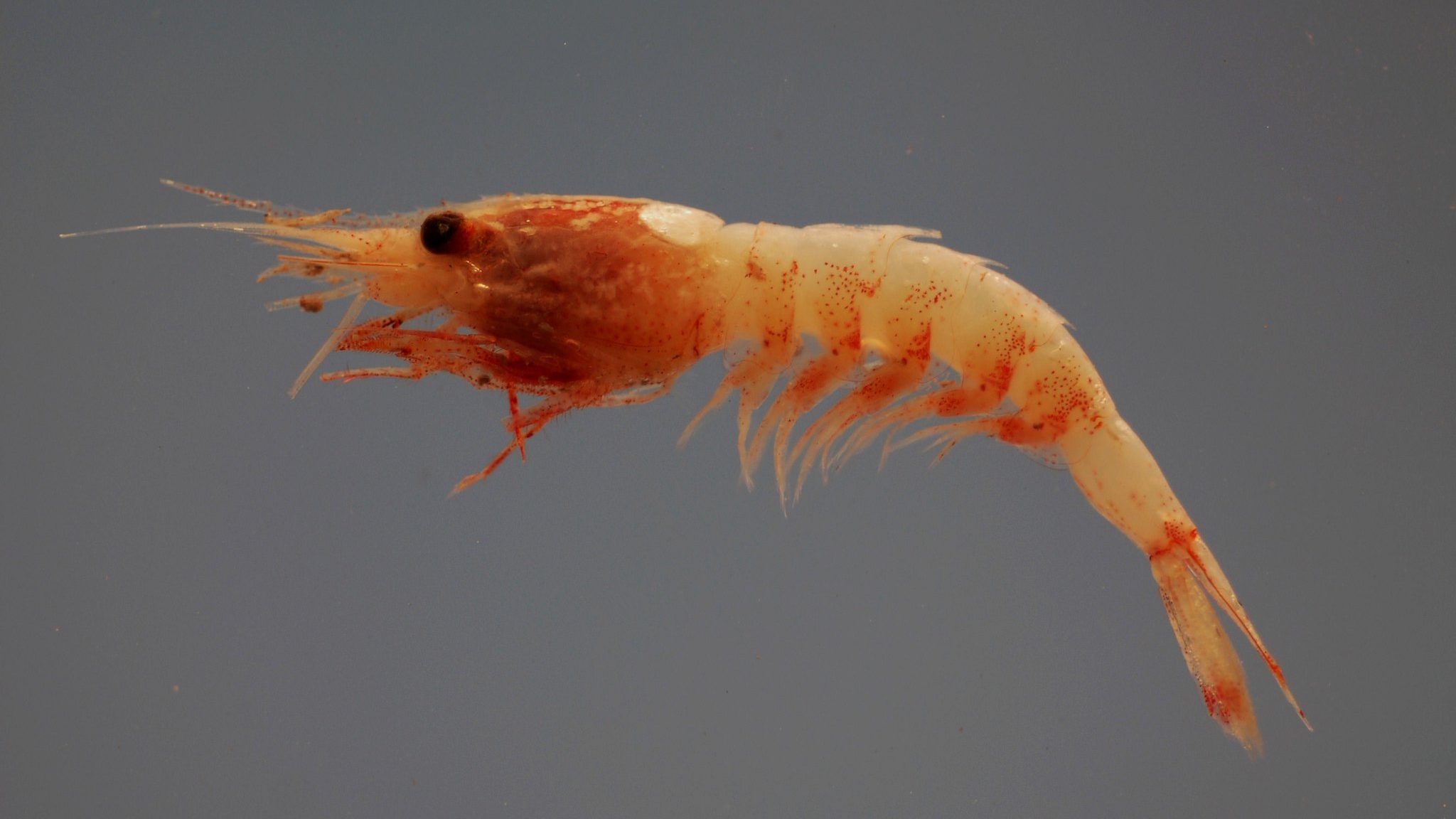 New Study Shines Light on Bioluminescent Deep-Water Shrimp – Thompson ...