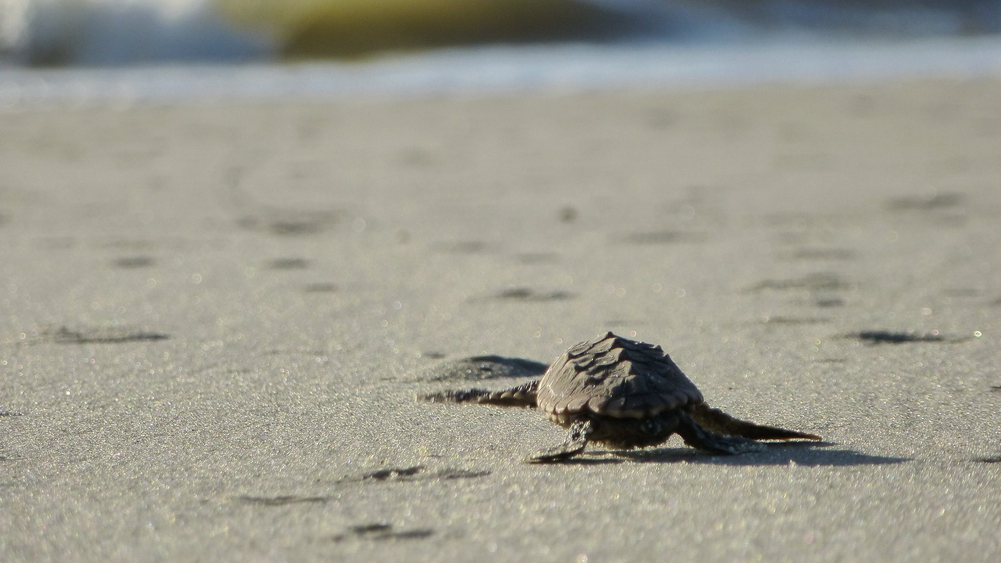Love at First Nesting Site: New Study Sheds Light on Sea Turtle Mating ...