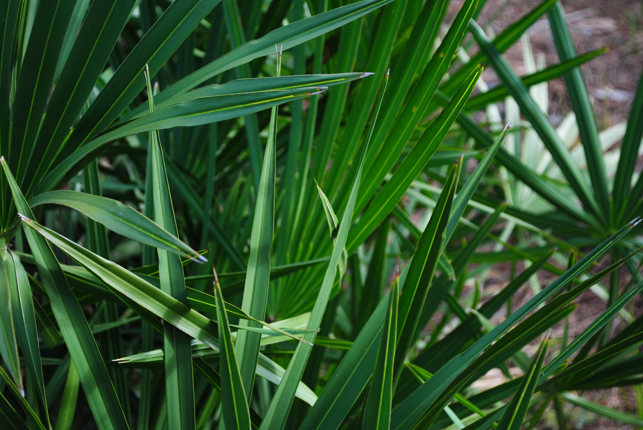 32,000 New Acres Purchased for Conservation through Florida Forever ...