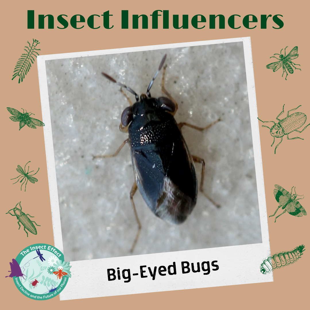 Insect Influencers Instagram Sliders – Thompson Earth Systems Institute
