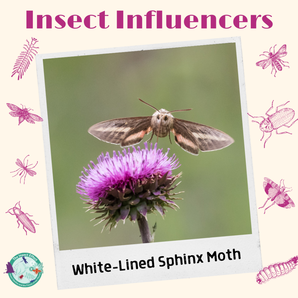 Insect Influencers Instagram Sliders – Thompson Earth Systems Institute