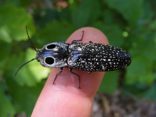 Into the Garden Virtual Field Trip: Insect Decline and the Future of ...