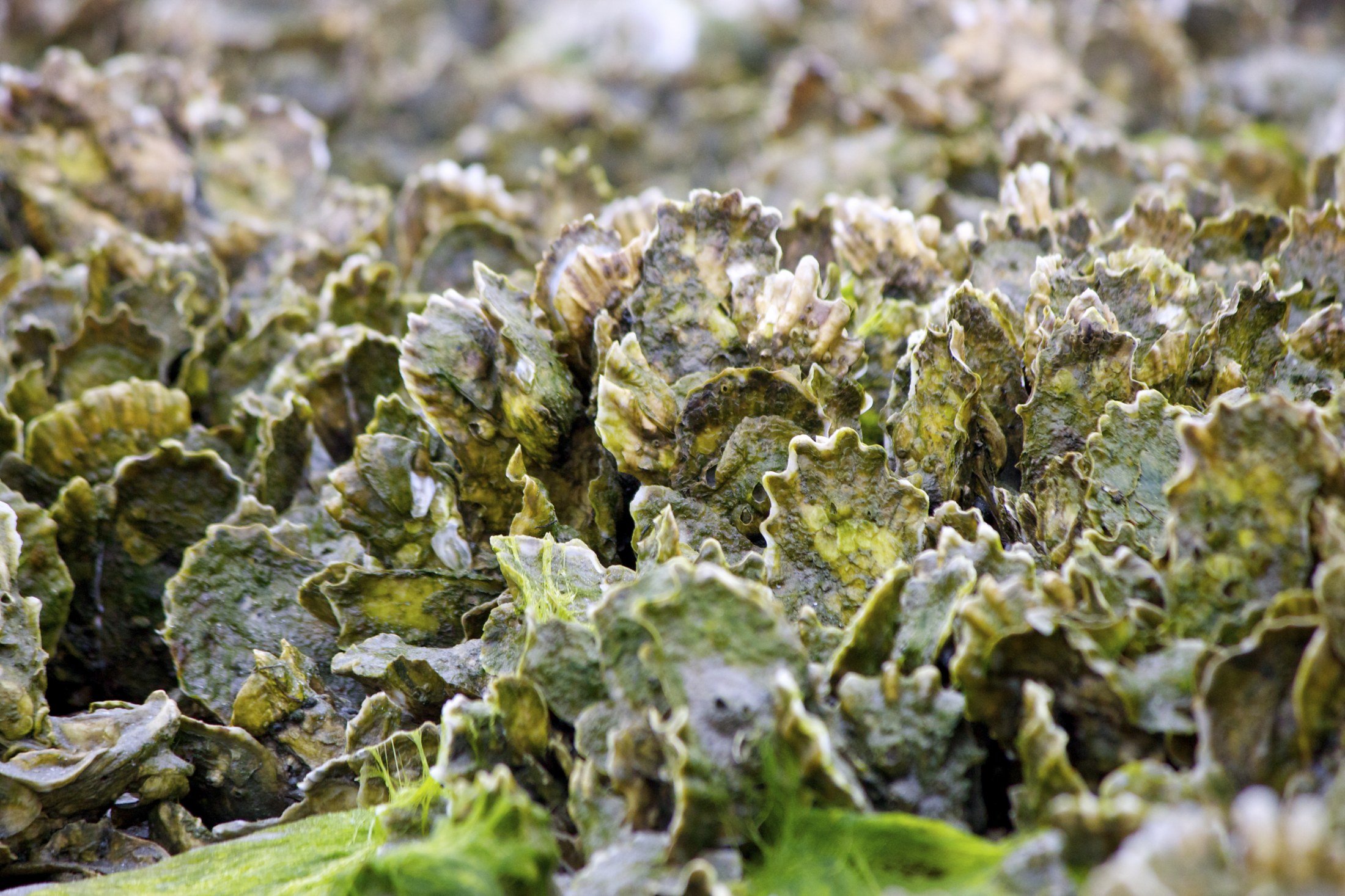 Perspectives in the Parks – Shell Middens and Ceremonial Centers ...