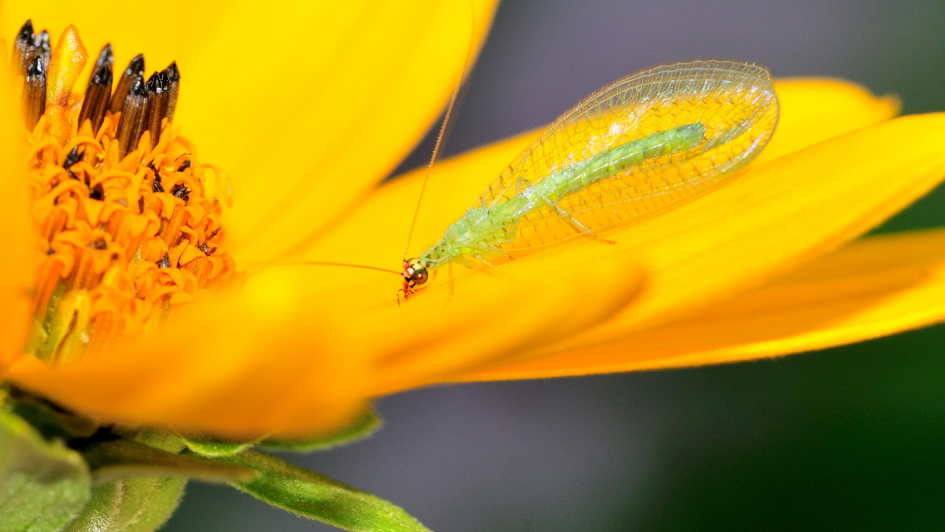 The Insect Effect: Insect Decline and the Future of Our Planet ...