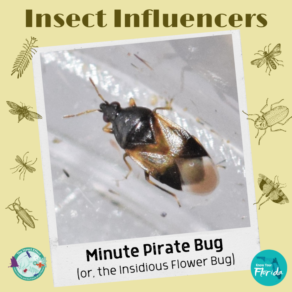 Insect Influencers Instagram Sliders – Thompson Earth Systems Institute