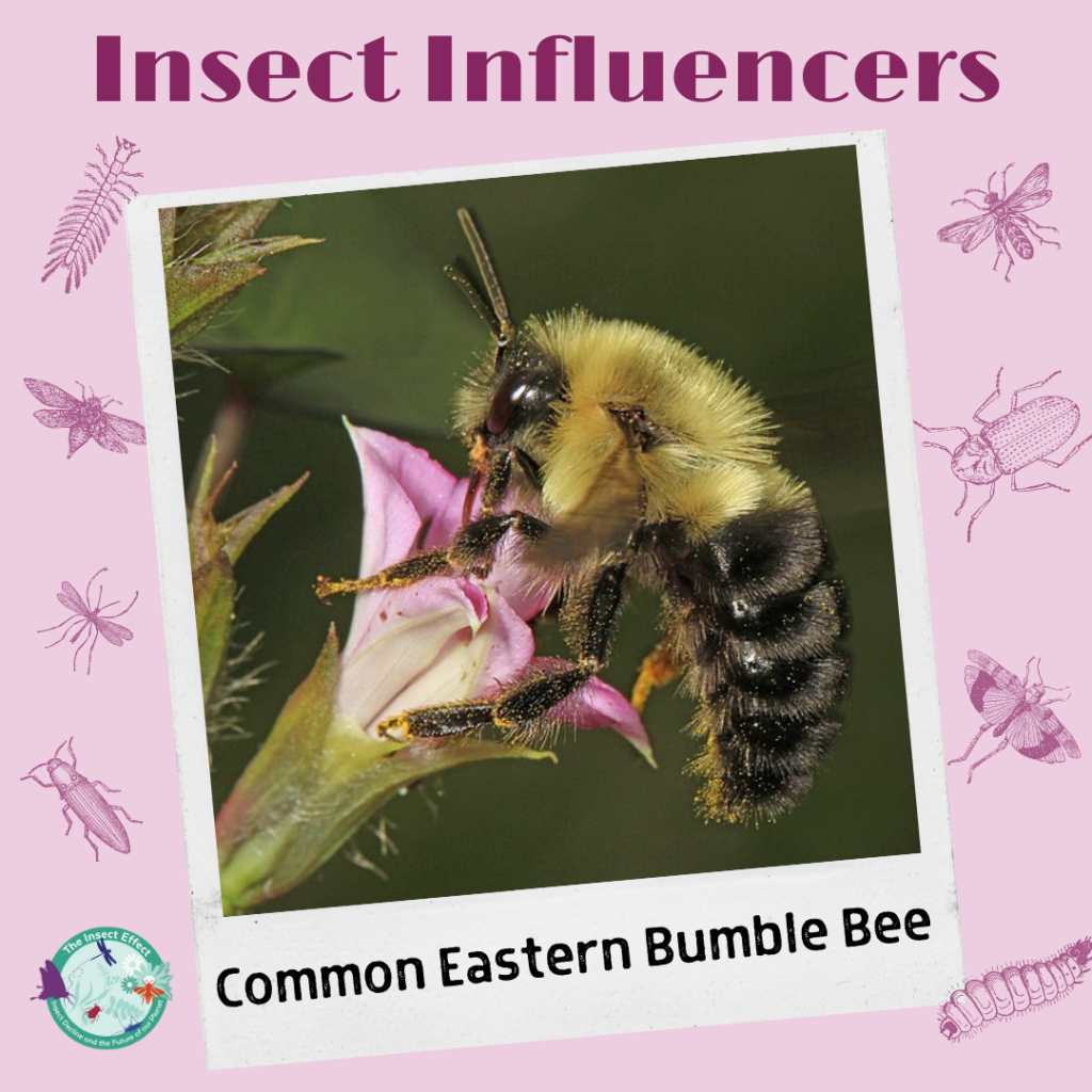 Insect Influencers Instagram Sliders – Thompson Earth Systems Institute
