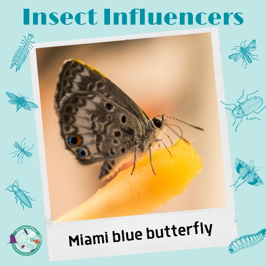 Insect Influencers Instagram Sliders – Thompson Earth Systems Institute