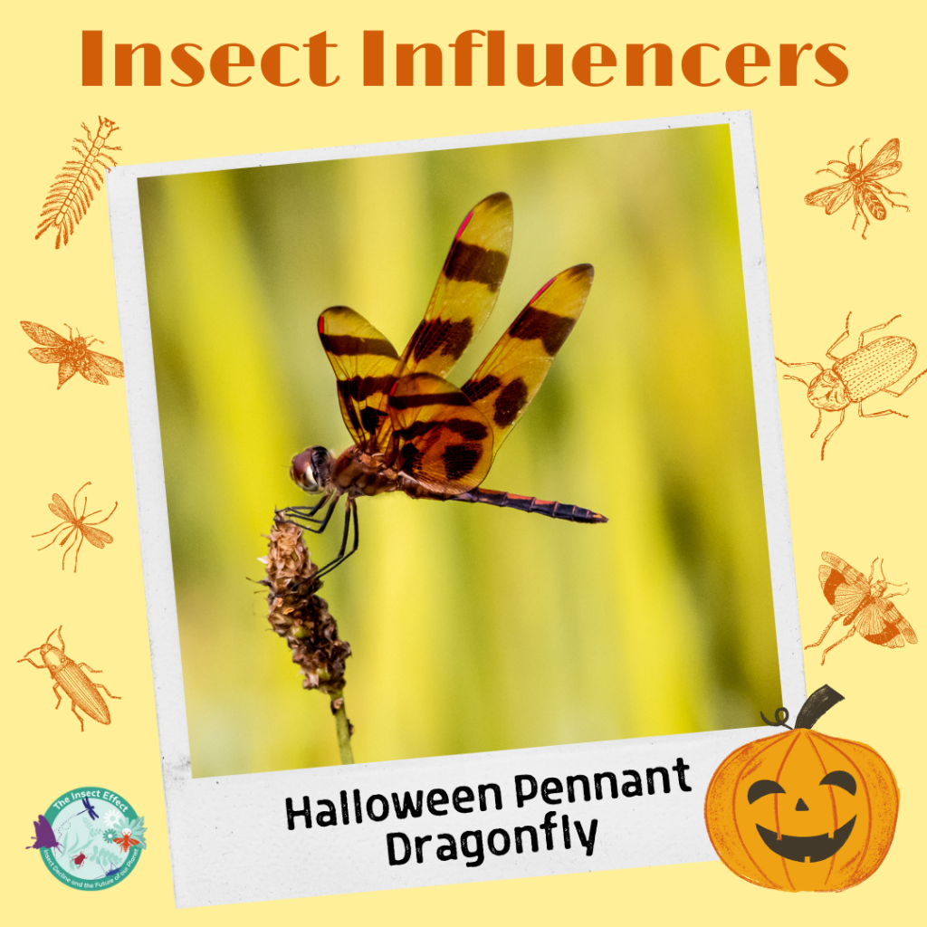 Insect Influencers Instagram Sliders – Thompson Earth Systems Institute