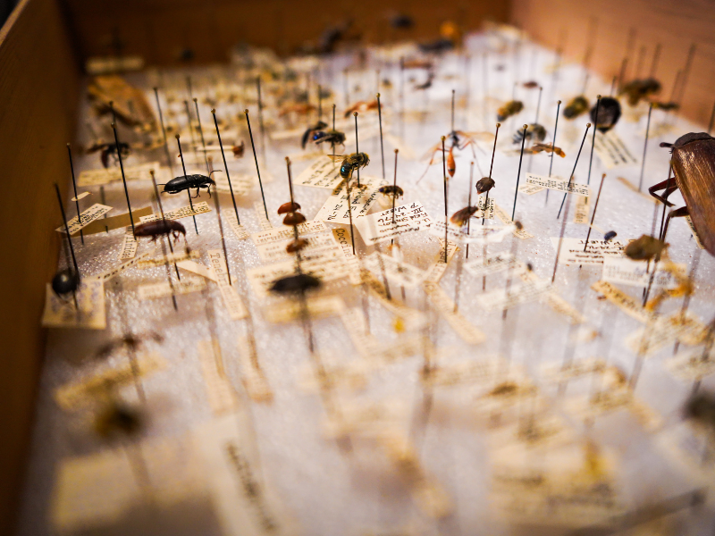 Insect Effect – Thompson Earth Systems Institute