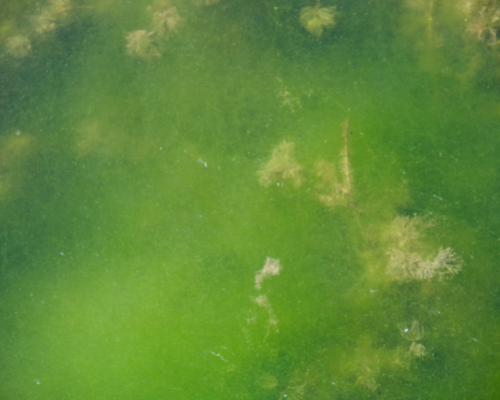 Florida’s Algae Problem: What Is It, And How Can It Affect You ...