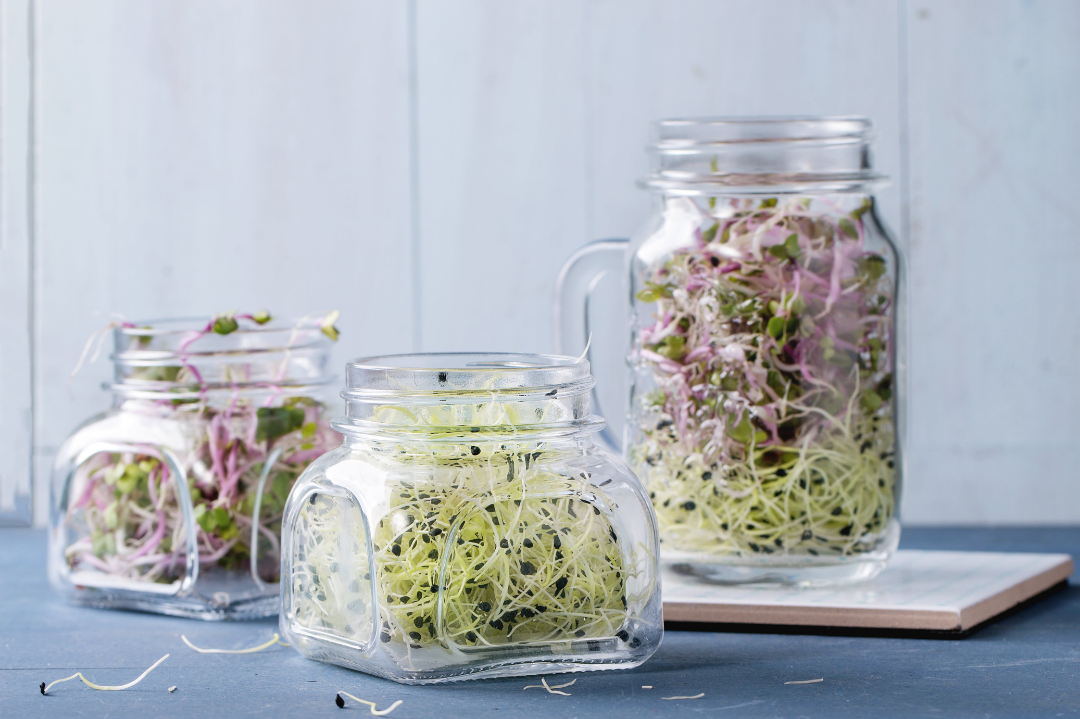 Action of the Week: Grow Your Own Sprouts at Home! – Thompson Earth ...
