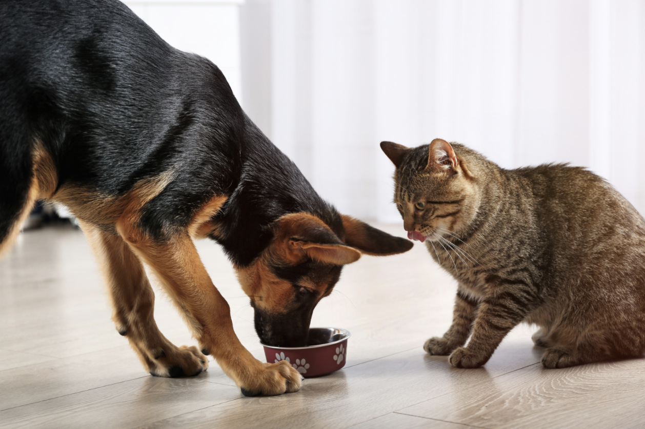 Action of the Week: Planet-Friendly Pet Food – Thompson Earth Systems ...