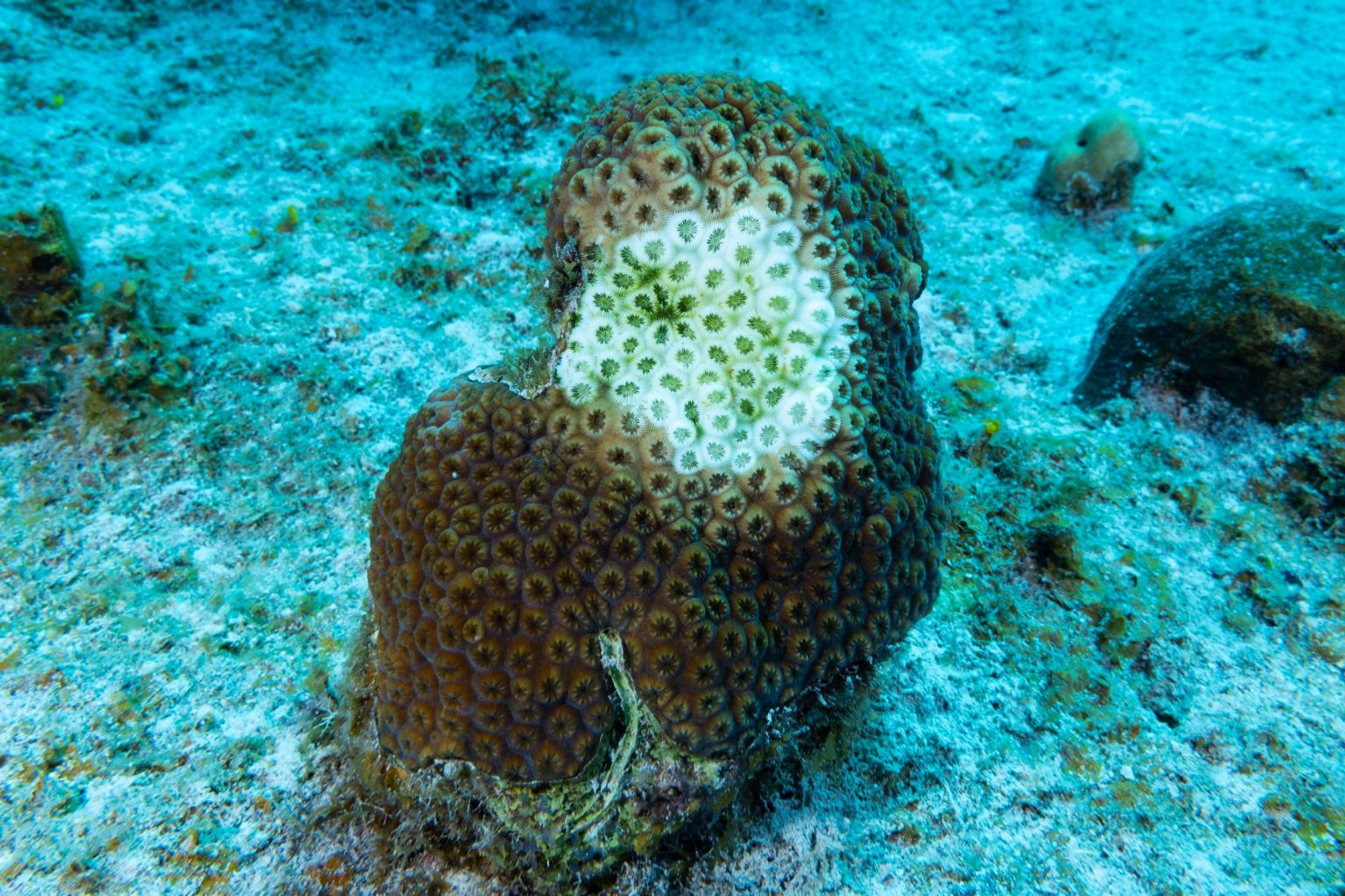 Tell Me About: Stony Coral Tissue Loss Disease in Florida – Thompson ...