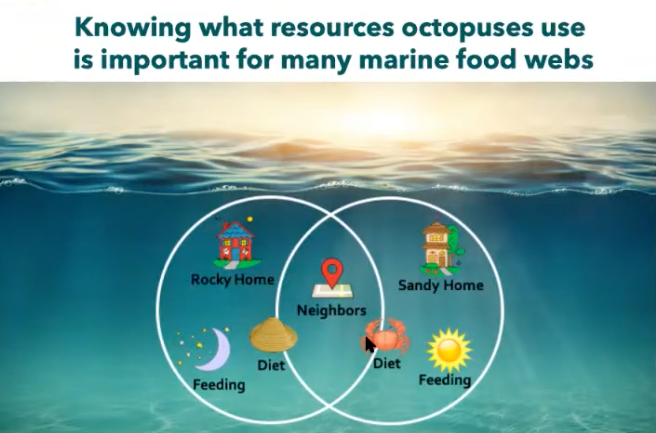 “OctoGirl” Shares Her Research and Passion for Octopus Biology ...
