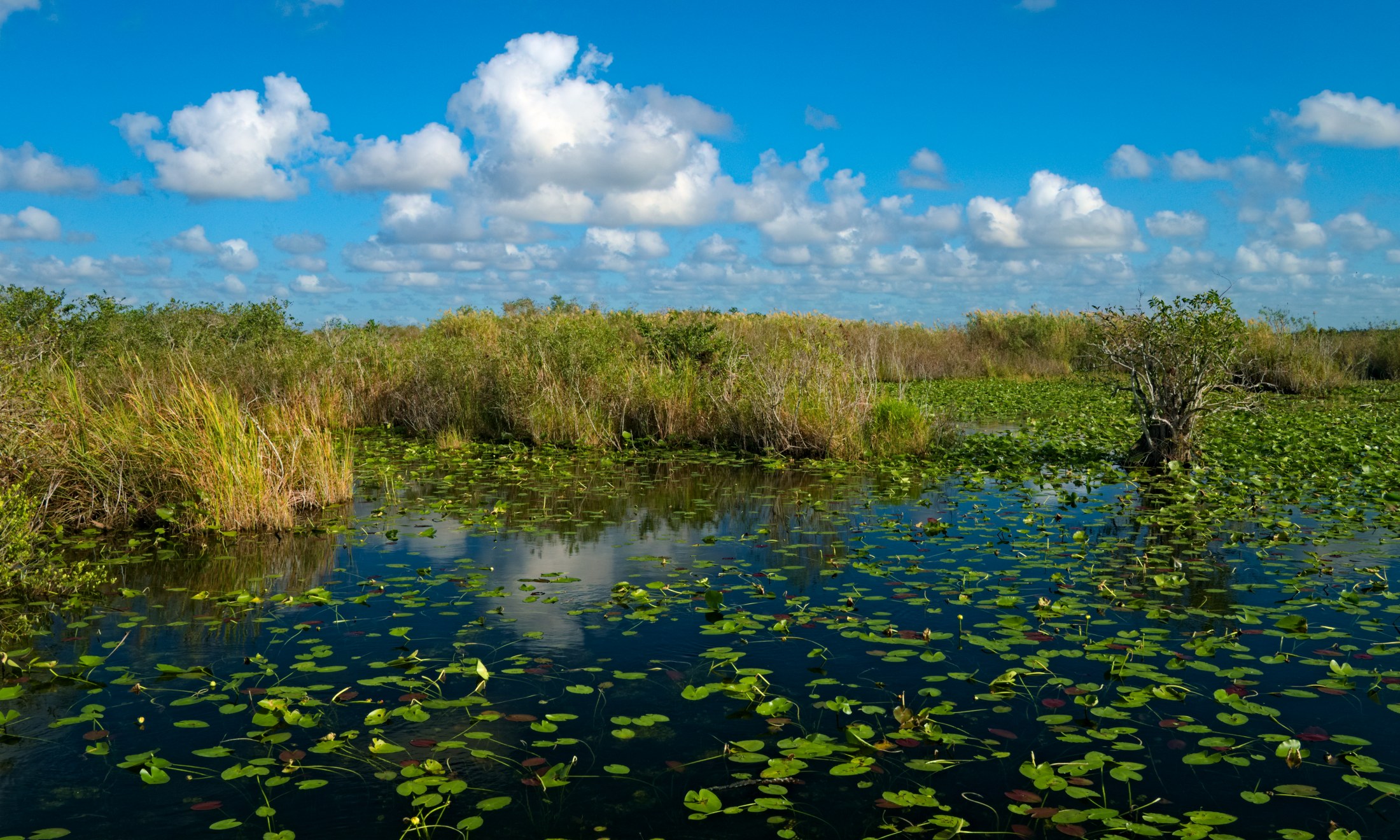 Tell Me About: Everglades Restoration – Thompson Earth Systems Institute
